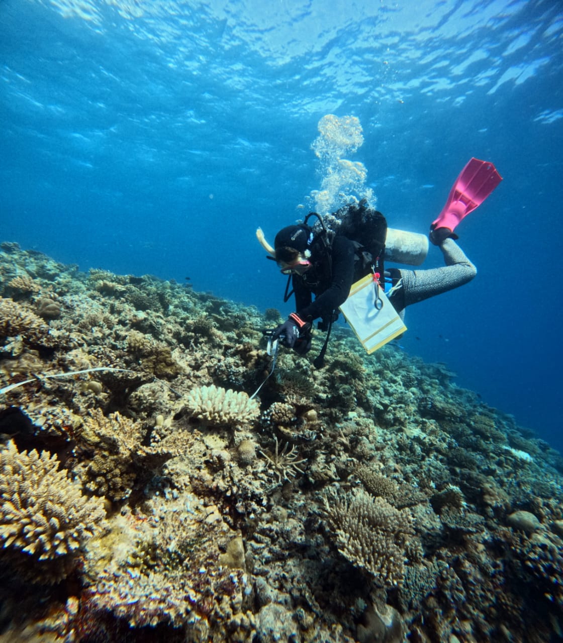 Eight years of coral reef monitoring in the Maldives